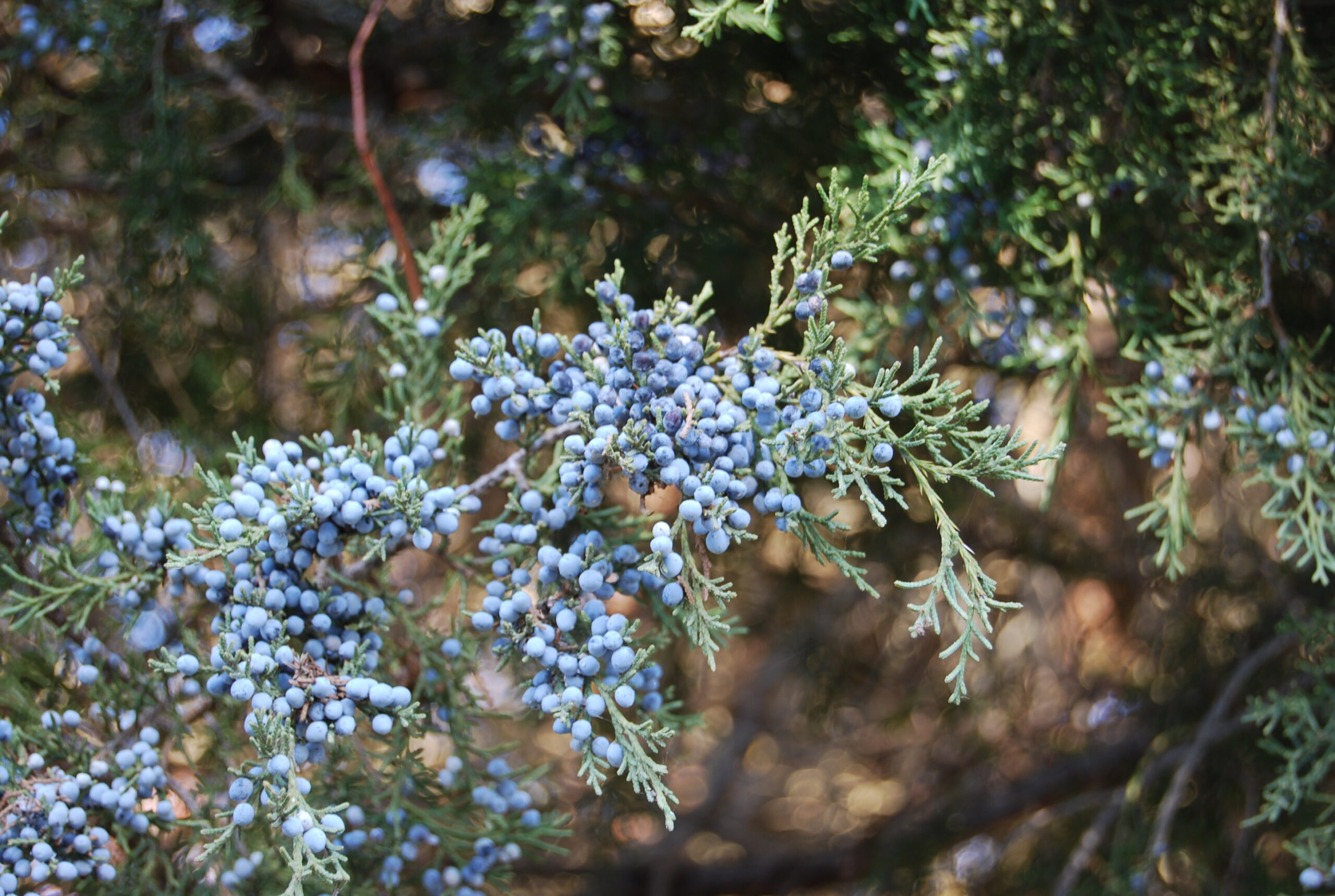 Brodie Eastern Redcedar - Old Town
