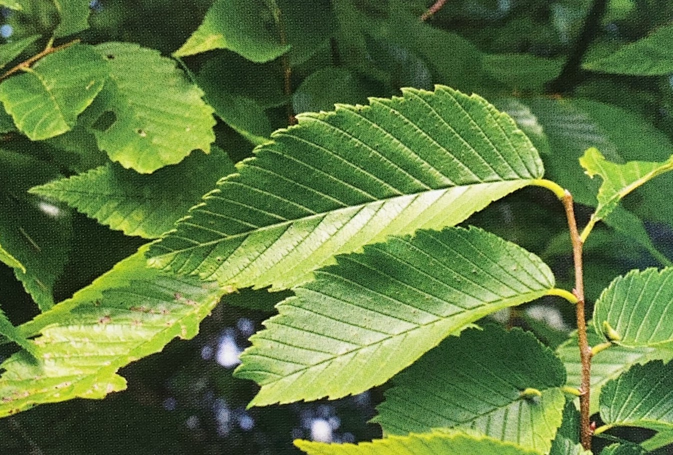 American Elm - Old Town