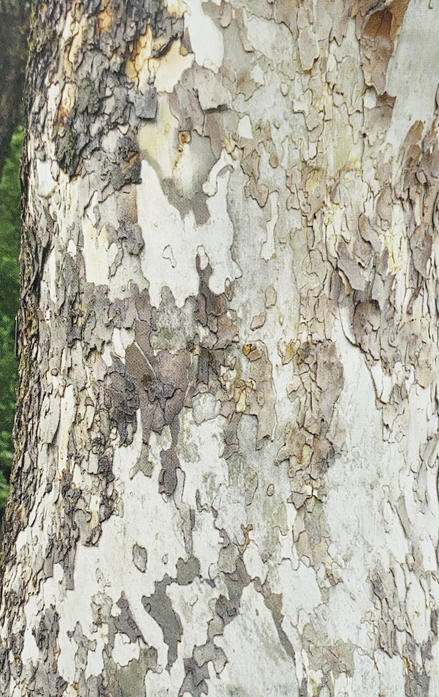 American Sycamore - Old Town