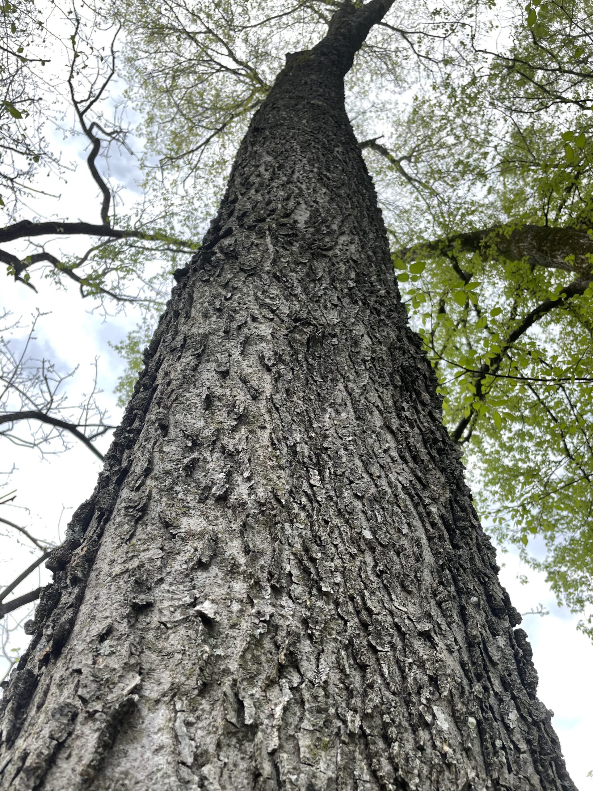 Northern Hackberry - Old Town