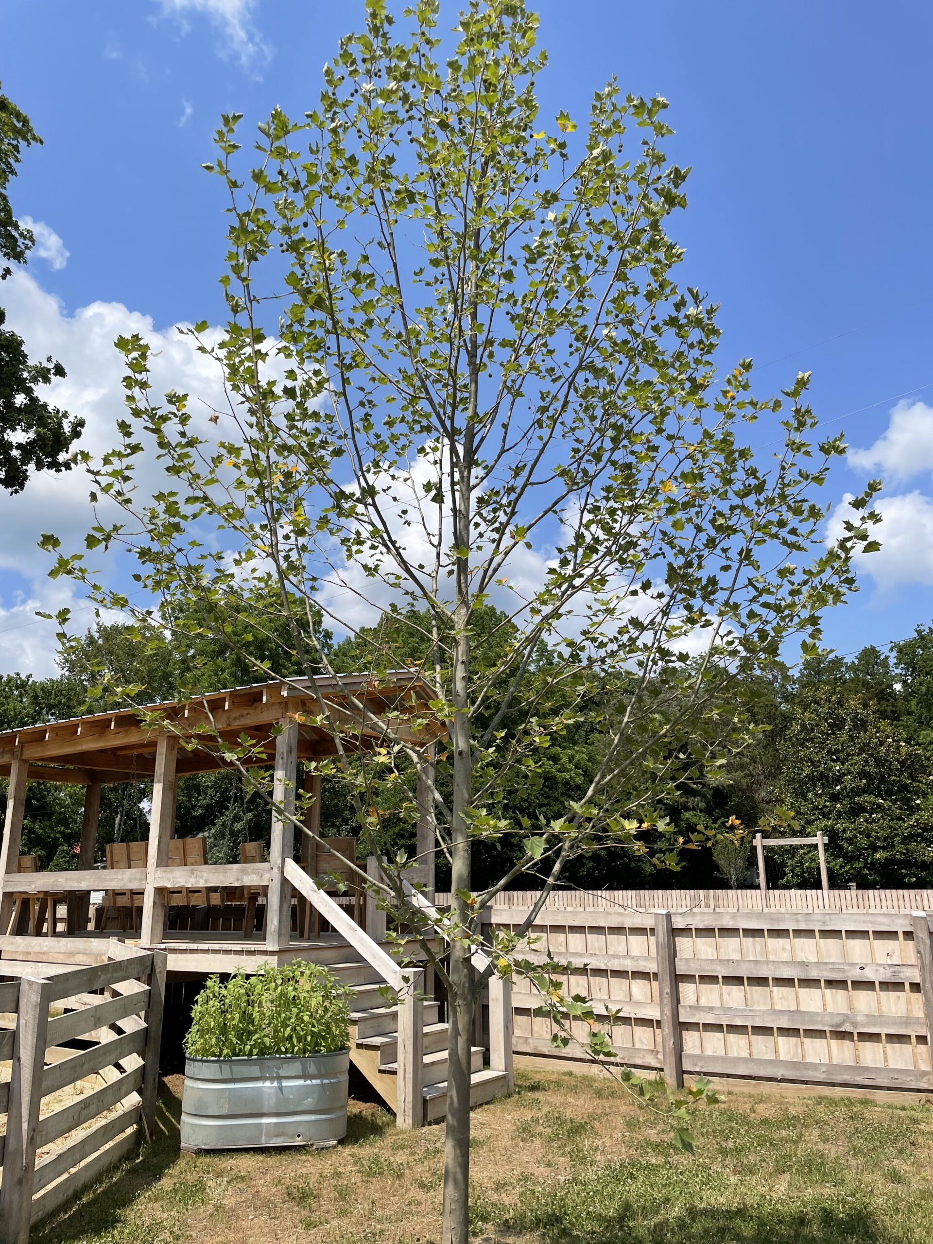 Exclamation!(TM) London Planetree - Old Town