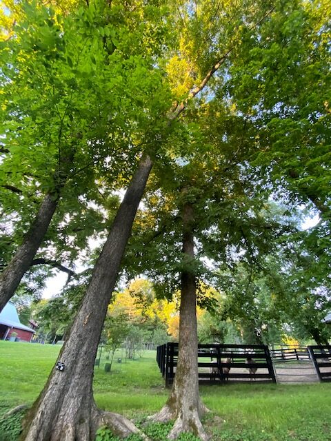 Northern Hackberry - Old Town