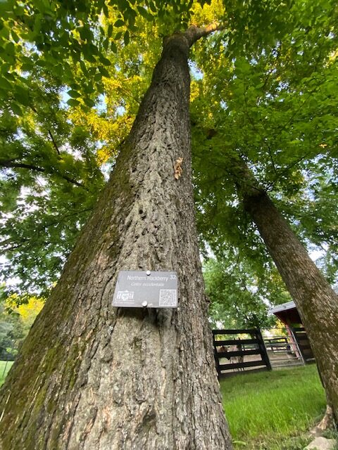 Northern Hackberry - Old Town