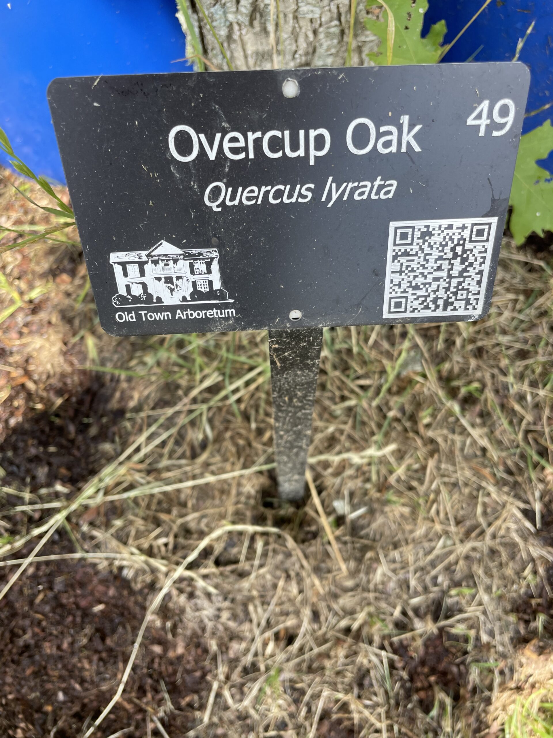 Overcup Oak - Old Town