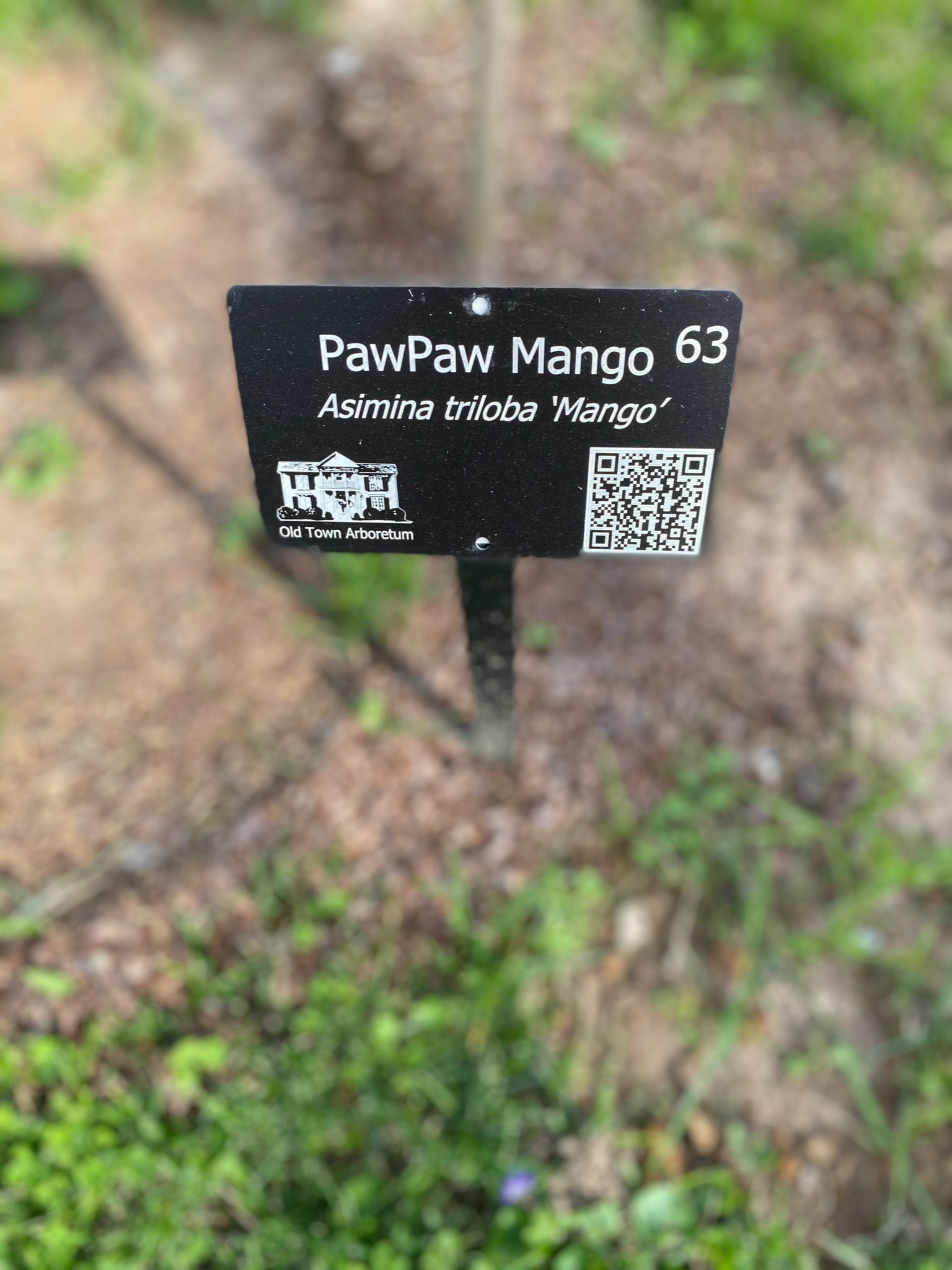 PawPaw Mango - Old Town