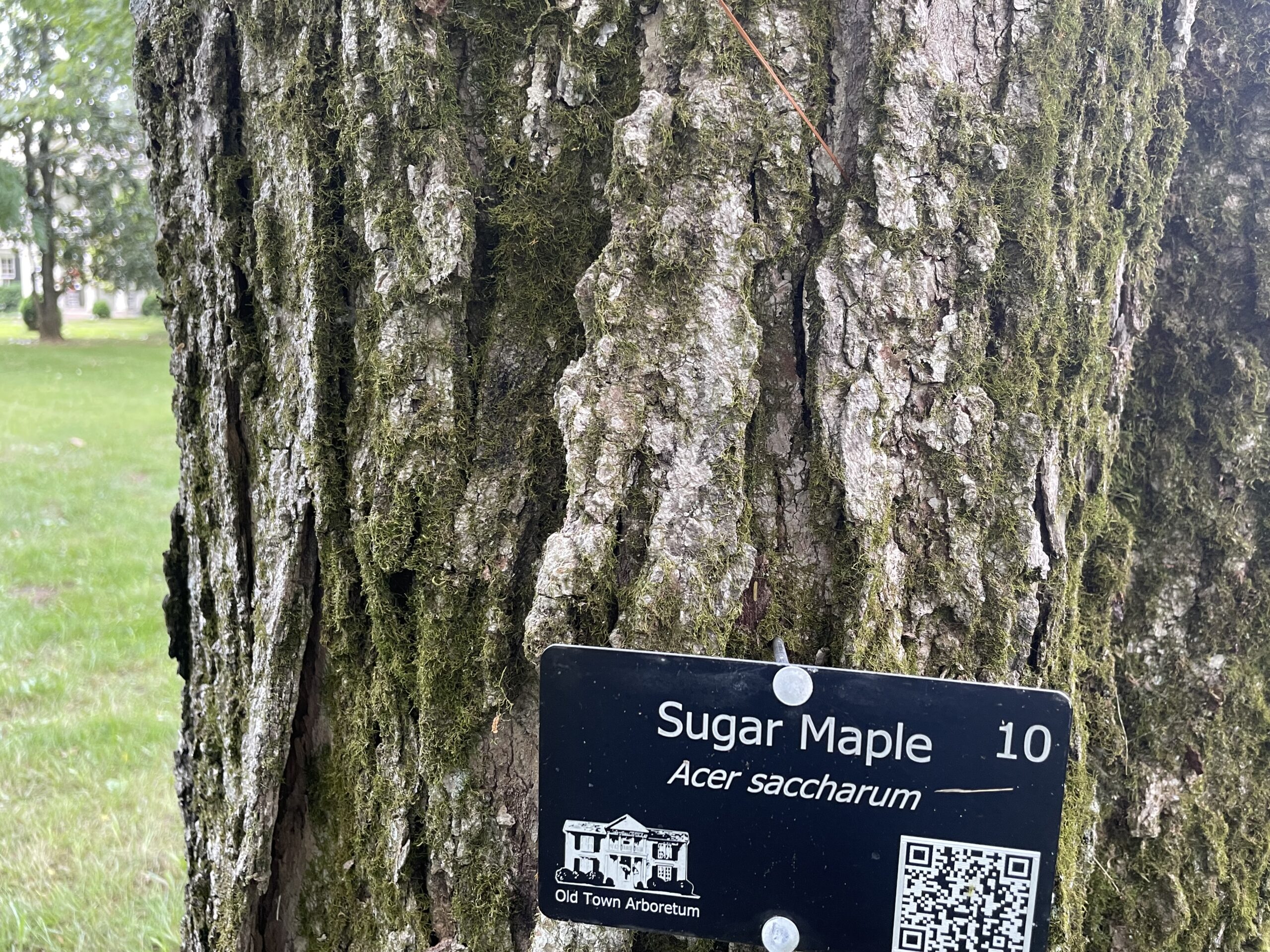 Sugar Maple - Old Town