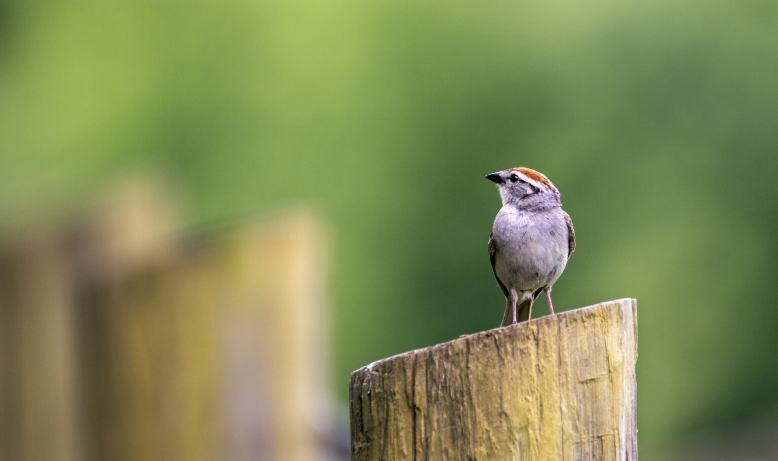 Birds of Old Town - Old Town
